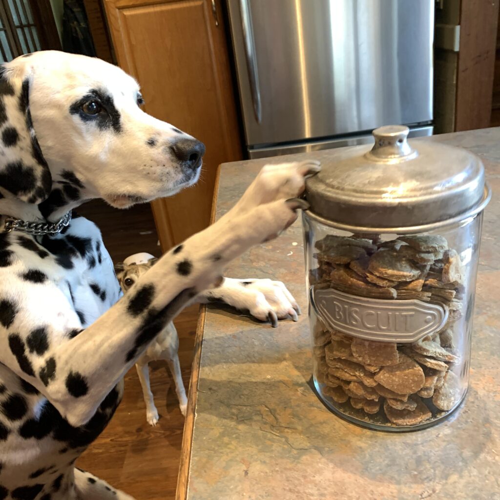 Rescue Support – Dalmatian Club of America Foundation