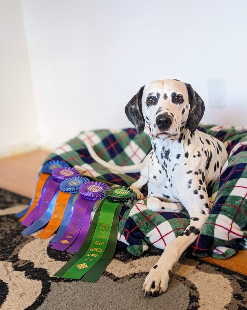 LUA Dalmatians – Dalmatian Club of America Foundation