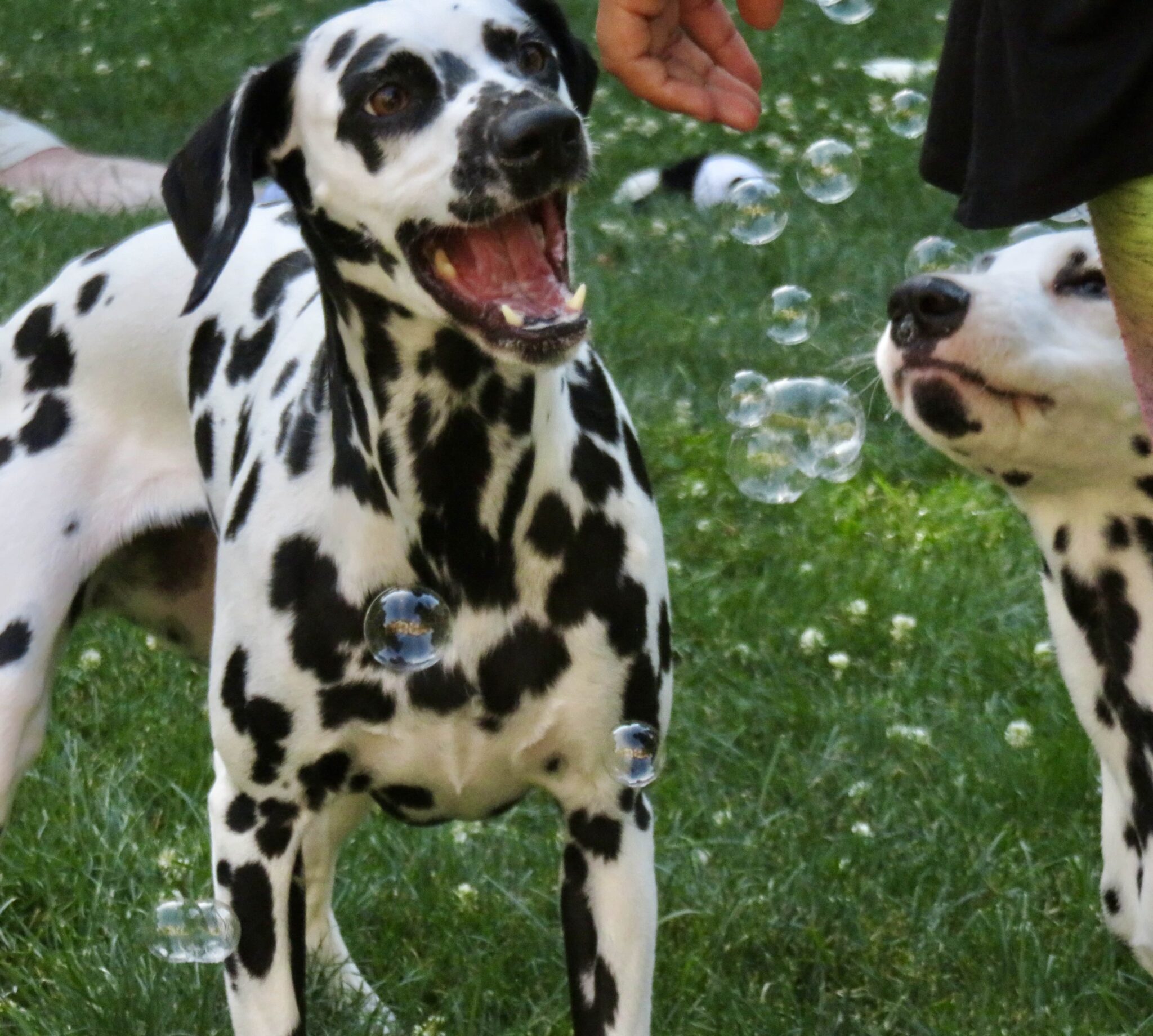 Other Health Conditions affecting Dalmatians – Dalmatian Club of ...