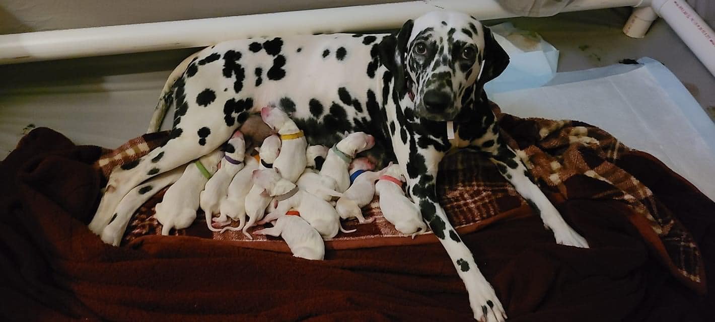 Recently funded rescues – Dalmatian Club of America Foundation